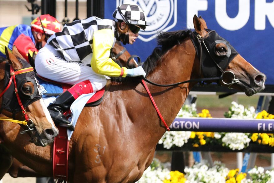Rough Habit Plate 2026 | Betting & Field | Neds