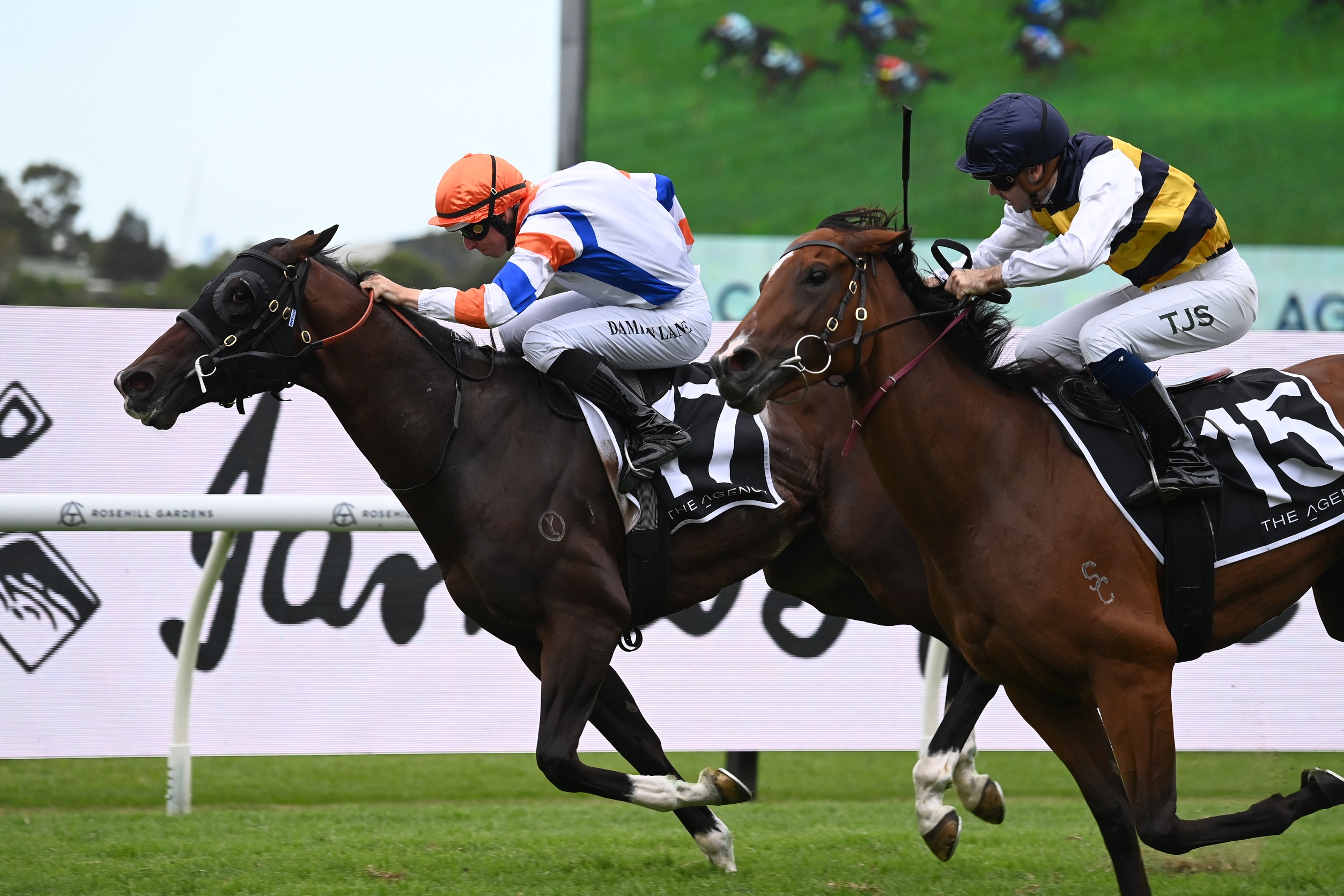 2024 Manikato Stakes Night Tips & Preview - Neds Blog